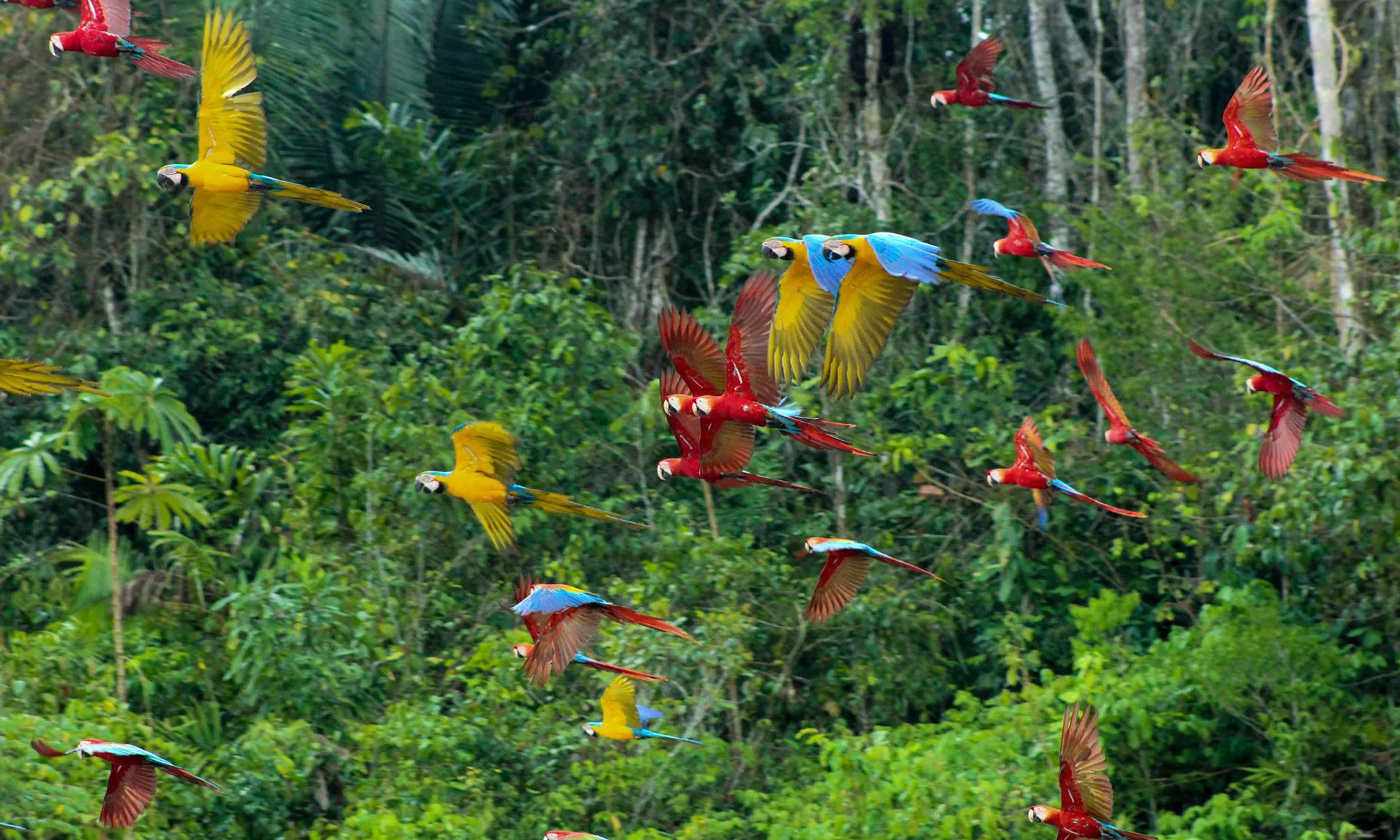 Marvelous Peru Informacion Turistica Colpa de Loros de Chuncho en Tambopata