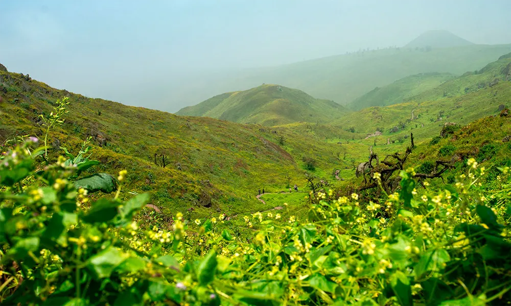 Marvelous Peru Lomas de Lachay: Guía para Visitar la Reserva Nacional